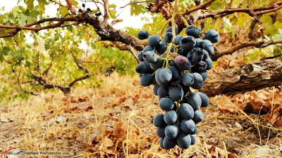Grilled Black Grape Salad - My Healthy Breakfast